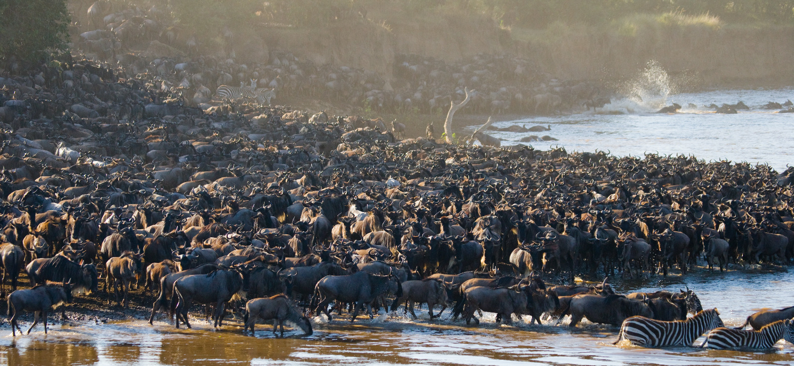 Great Migration Safaris | Tanzania Wildlife Adventure with Kilitop